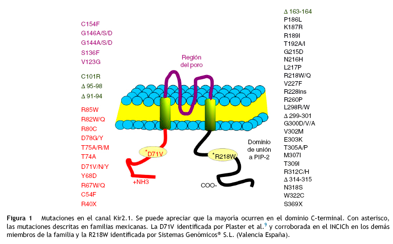 Síndrome de Andersen-Tawil: una revisión del diagnóstico genético y ...