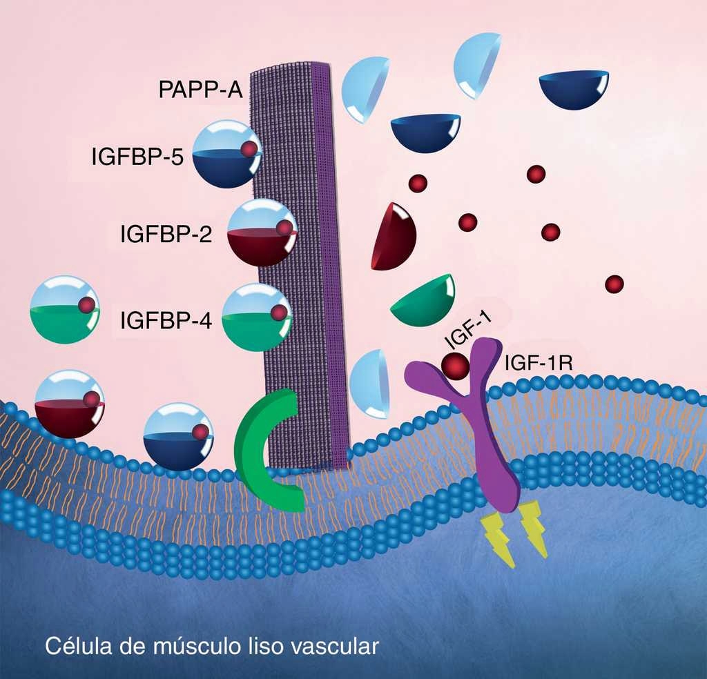 Asociación entre el sistema IGF y PAPP-A en ateroesclerosis coronaria