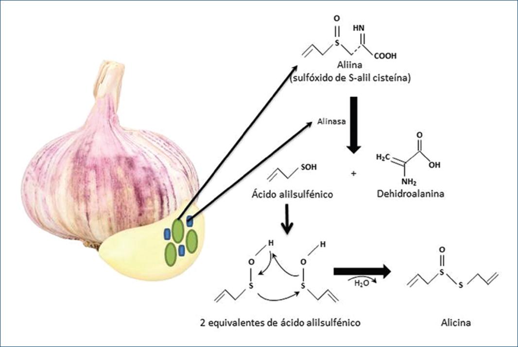 Mecanismos moleculares de los efectos benéficos de la alicina sobre la ...