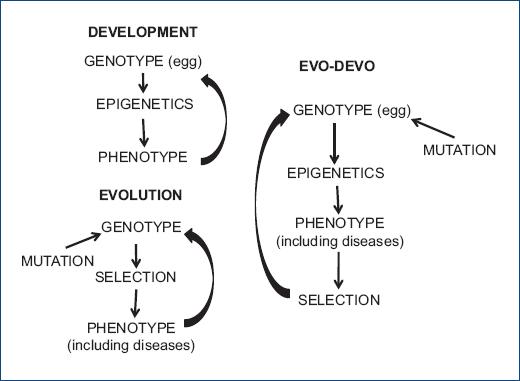 Evolutionary cardiology and experimental research