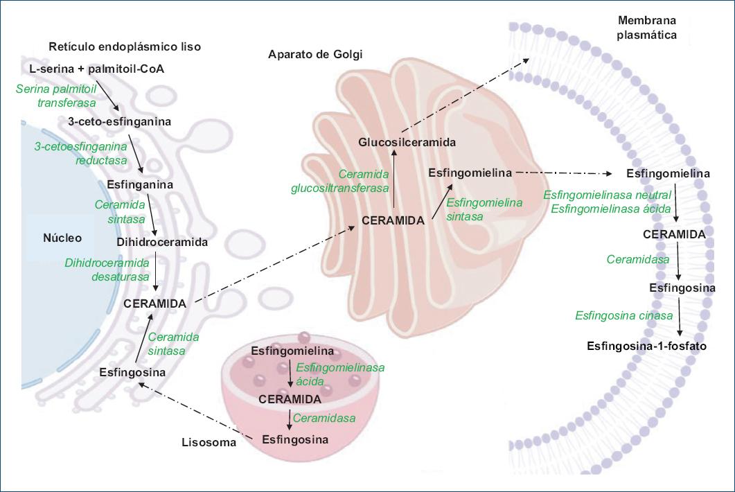 Metabolismo de los esfingolípidos y su relación con las enfermedades ...