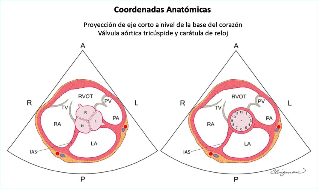 Resumen: Consenso internacional para la nomenclatura y clasificación de ...