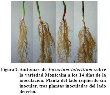 Fusarium lateritium: nuevo patógeno de la raíz del frijol en México