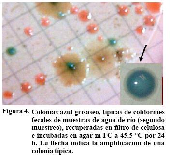 Detección de Salmonella y coliformes fecales en agua de uso agrícola ...