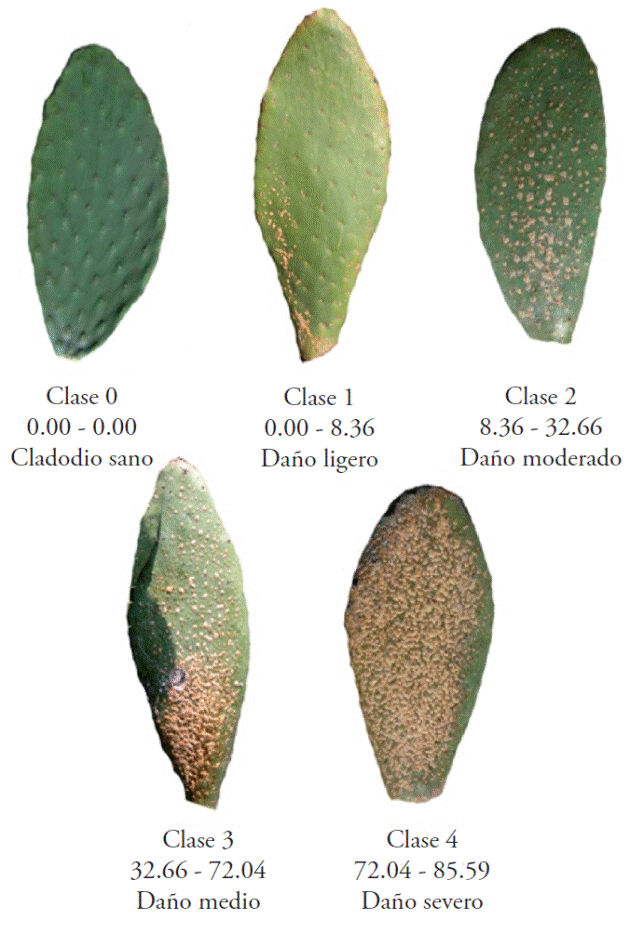 El Cacarizo del nopal en Opuntia ficus-indica (L.) Miller, Milpa Alta ...