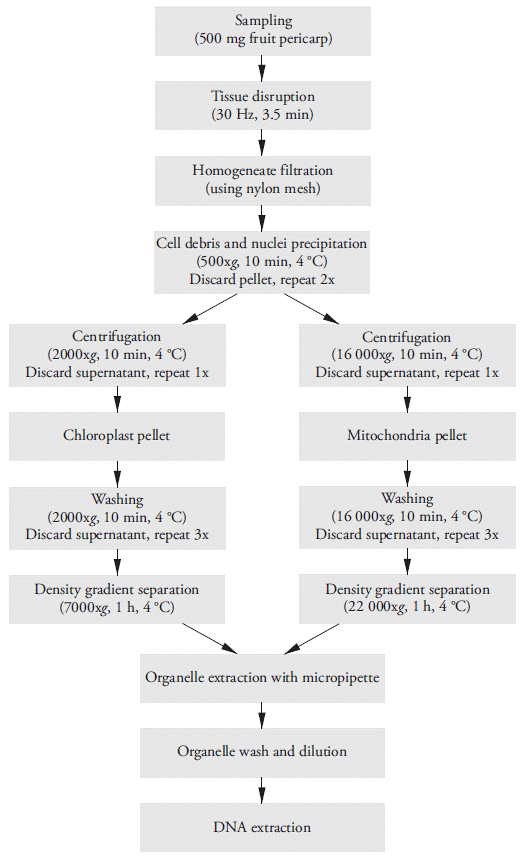 Miniprep for chloroplast and mitochondria enrichment and DNA extraction
