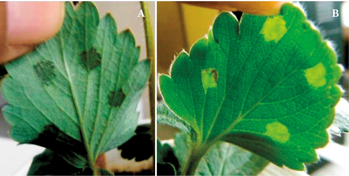 Variabilidad genética de Xanthomonas fragariae y su severidad en ...