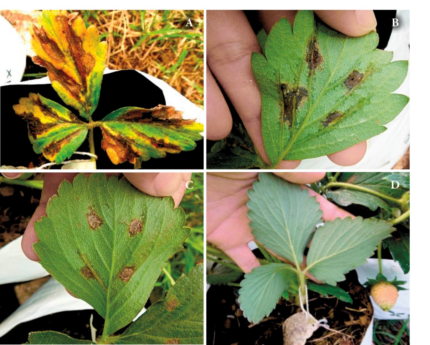 Variabilidad genética de Xanthomonas fragariae y su severidad en ...