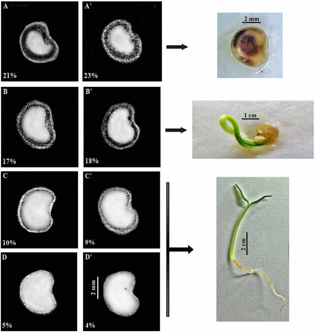 Análisis de imágenes, calidad y maduración de semillas de jiló (Solanum ...