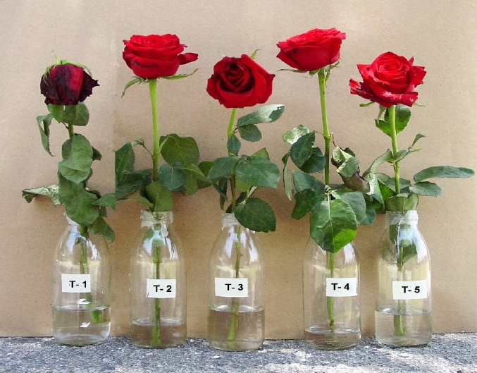 Sacarosa y ácido cítrico en soluciones con nano partículas de plata, en ...