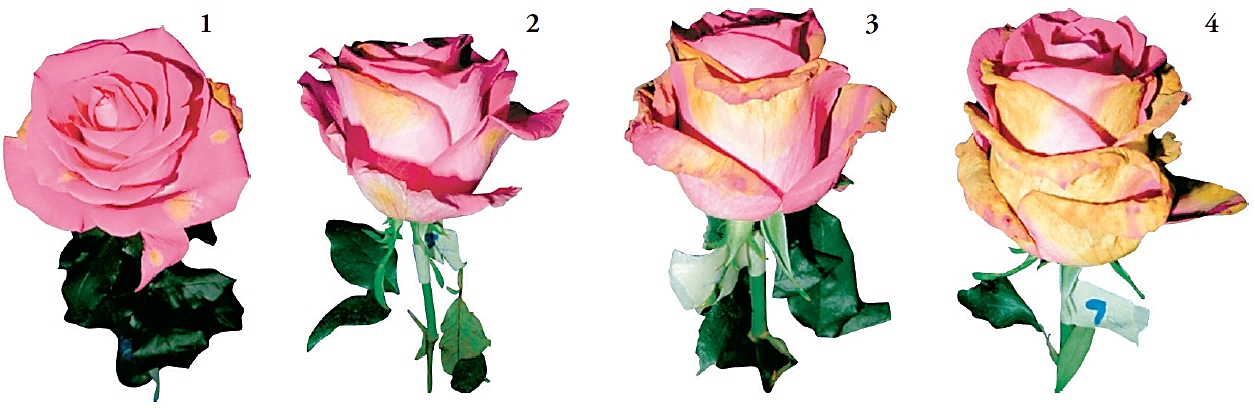 Efecto del manejo seco y húmedo en la calidad postcosecha de tres ...