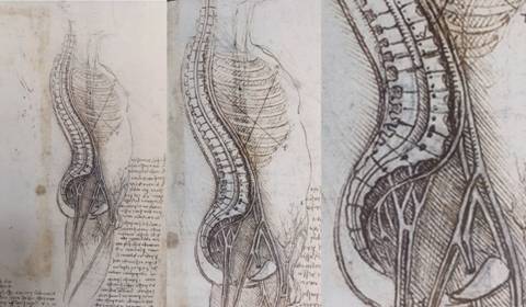 Localización del cono medular por resonancia magnética en una población ...