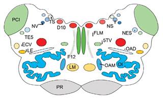 Síndrome del foramen magno: correlación neuroanatómica