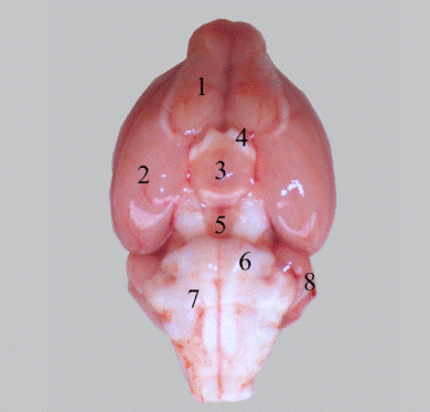 Vista ventral del cerebro de la rata