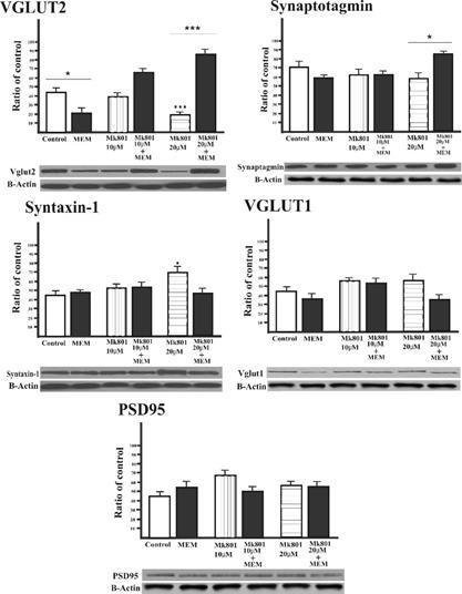 The effects of Memantine and MK801 on NMDA receptor switching 2B and 2A ...