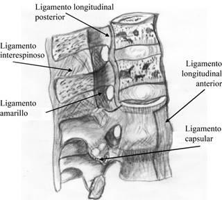 Anatomía De La Columna Lumbar ERNZI Modelo De Columna Médica Sin