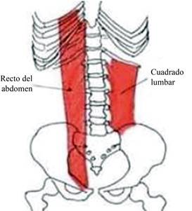 Músculos De La Anatomía De La Columna Lumbar