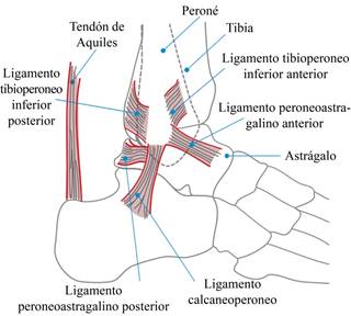 Anatomía De La Sindesmosis Del Tobillo Rotura De La Sindesmosis