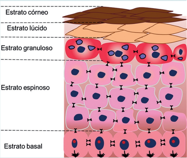 Histología Del Impétigo Ampolloso Diapositiva 1