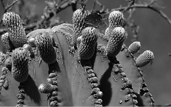 El cardón gigante (Pachycereus pringlei) y sus interacciones con la ...
