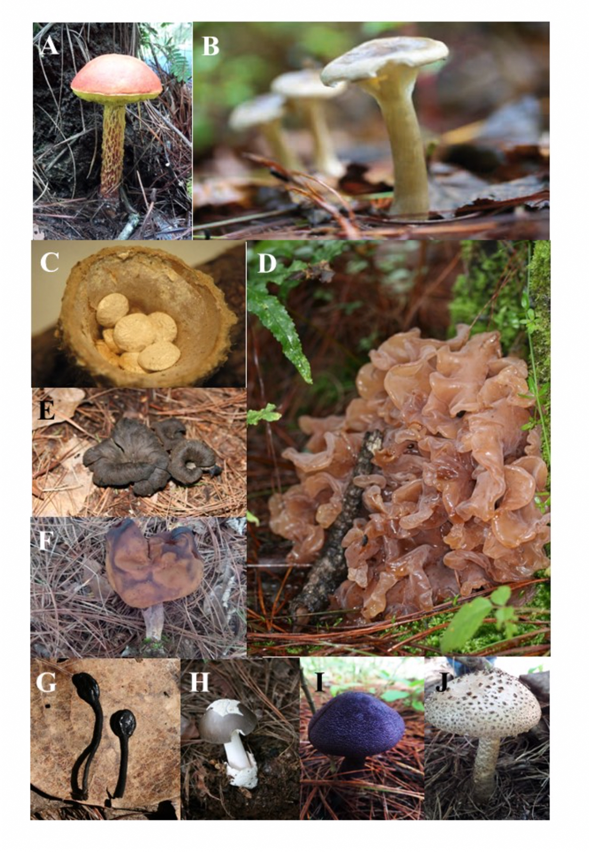 Macromycetes of the San José educational park, municipality of ...