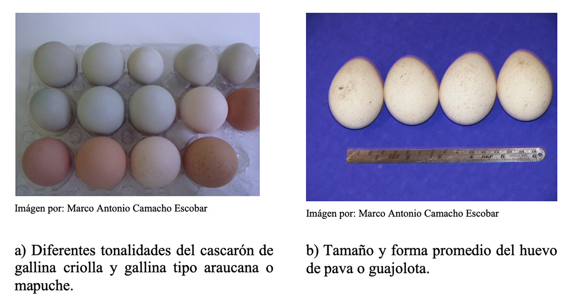 El huevo de traspatio: características físicas y desempeño en pruebas ...