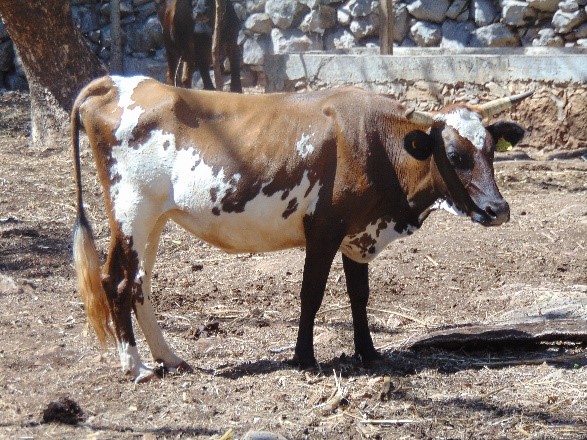 Caracterización socioeconómica y tecnológica de los sistemas ...
