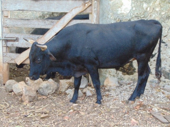 Caracterización socioeconómica y tecnológica de los sistemas ...