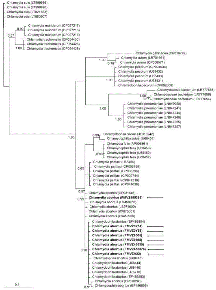 Presencia de Chlamydia abortus en cabras con historial de abortos en México