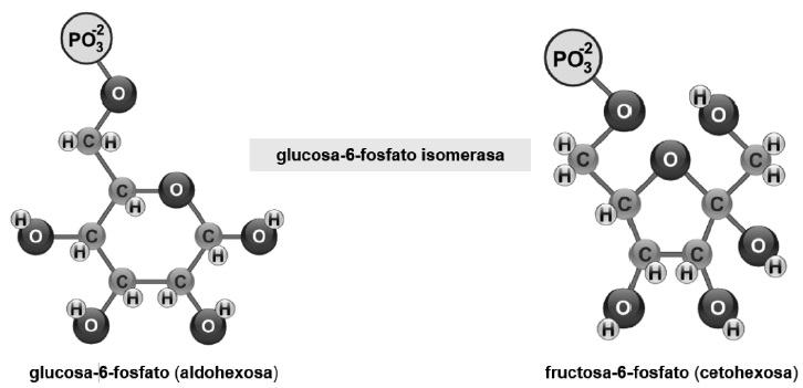 Bioquímica y vías metabólicas de polisacáridos, lípidos y proteínas