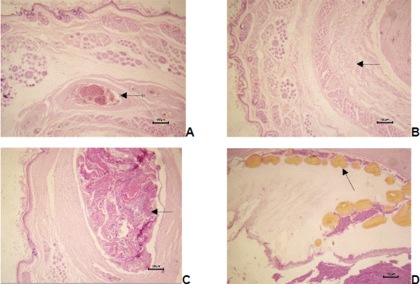 Miasis cutánea por Cuterebra spp. en una liebre antílope (Lepus alleni ...