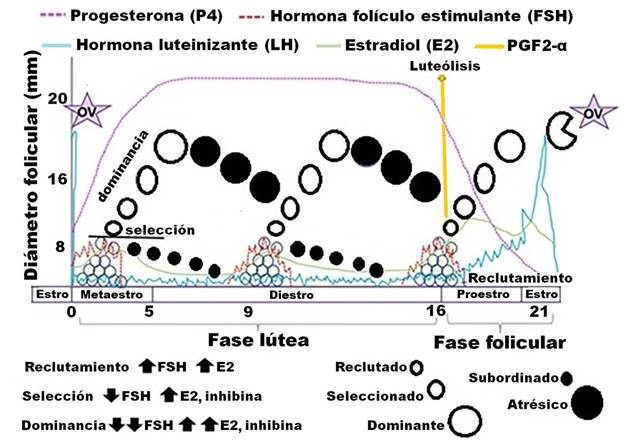 Sincronización del estro y ovulación en hembras bovinas de razas ...