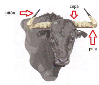 Cortes Y Partes Del Toro
