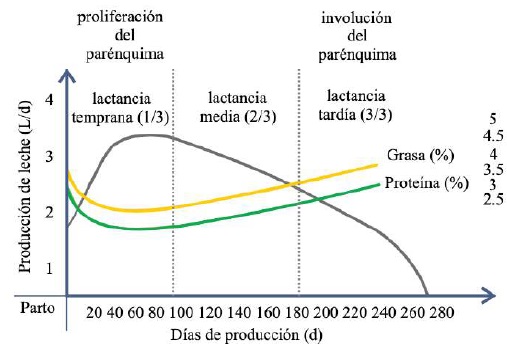 La ubre de la cabra: mecanismo de secreción láctea y síntesis de ...