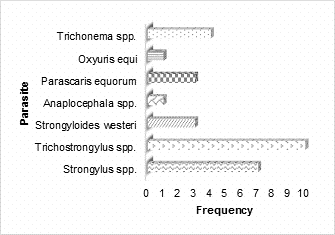 Parascaris Equorum Morphology