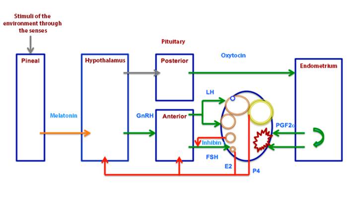 Mare Reproductive Cycle: A Review