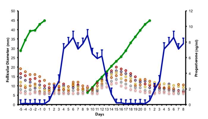 Mare Reproductive Cycle: A Review