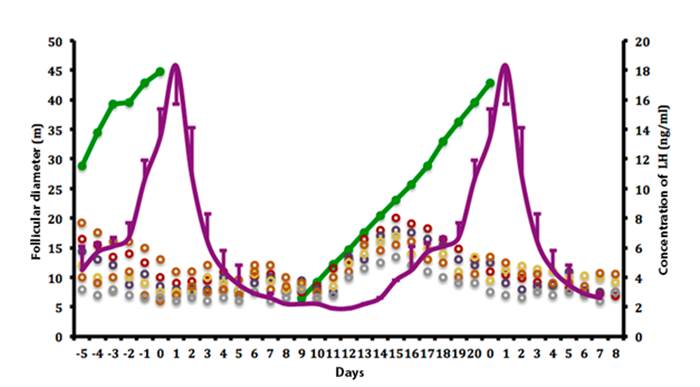 Mare Reproductive Cycle: A Review