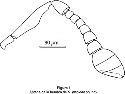 Descripción de Sectiliclava placidae sp. nov. (Hymenoptera: Encyrtidae ...