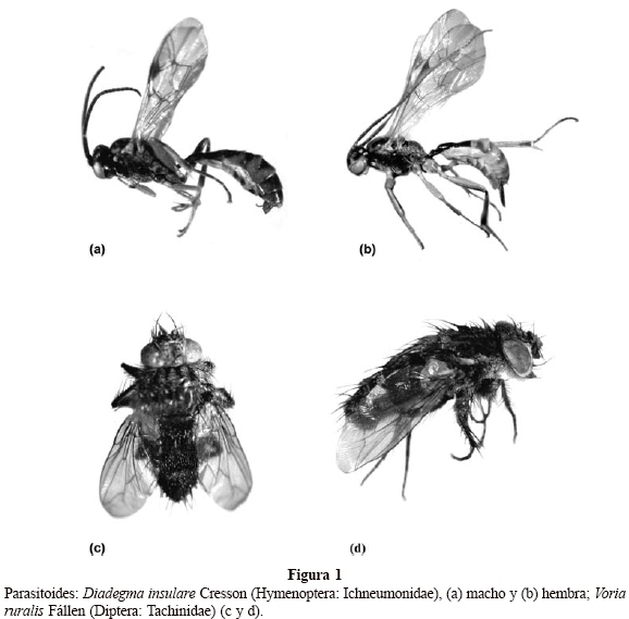 Fluctuación poblacional y parasitismo de larvas de Copitarsia decolora ...
