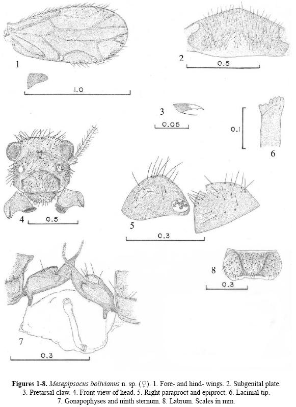 A new brachypterous Mesepipsocus (Psocodea: 'Psocoptera': Epipsocidae ...