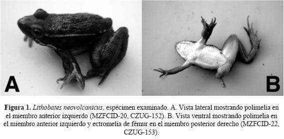 Primer registro de un caso de malformaciones en Lithobates ...
