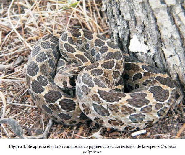 Presencia de Crotalus polystictus (Cope, 1865) (Reptilia: Viperidae) en ...