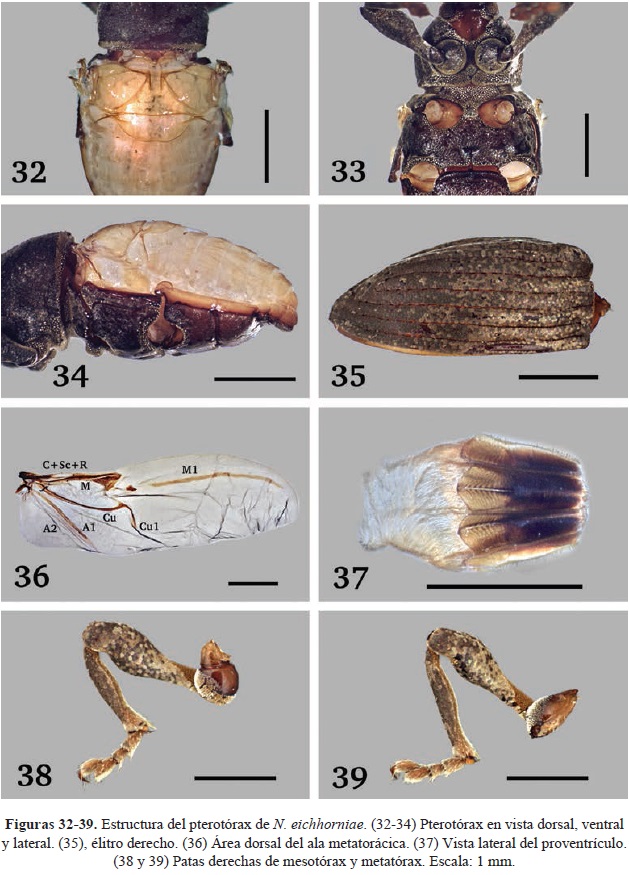 Morfología de Neochetina eichhorniae (Warner) (Coleoptera: Curculionidae)