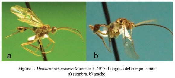 Meteorus arizonensis Muesebeck, 1923 (Hymenoptera: Braconidae): nuevo ...