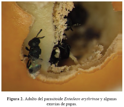 Ciclo Biológico y exploración de parasitismo en Specularius ...