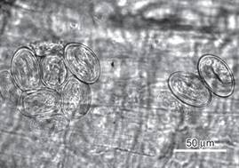 Proventricular parasitosis by Procyrnea sp. (Spiruroidea ...