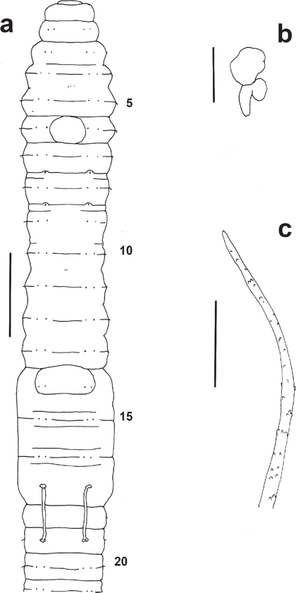 New acanthodrilid earthworms of genera Protozapotecia and Trigaster ...