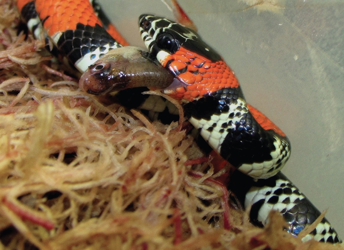Simophis rhinostoma (Squamata: Colubridae): feeding habits and ...