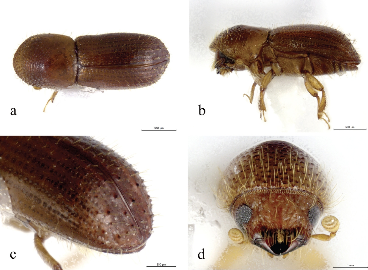 Especies de Xyleborus (Coleoptera: Curculionidae: Scolytinae) asociados ...